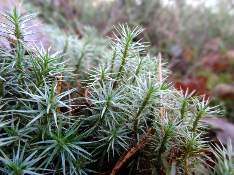 Björnmossa Ryssbergen